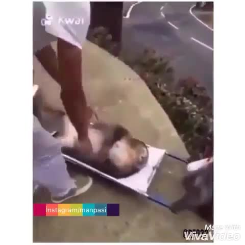 Monkey