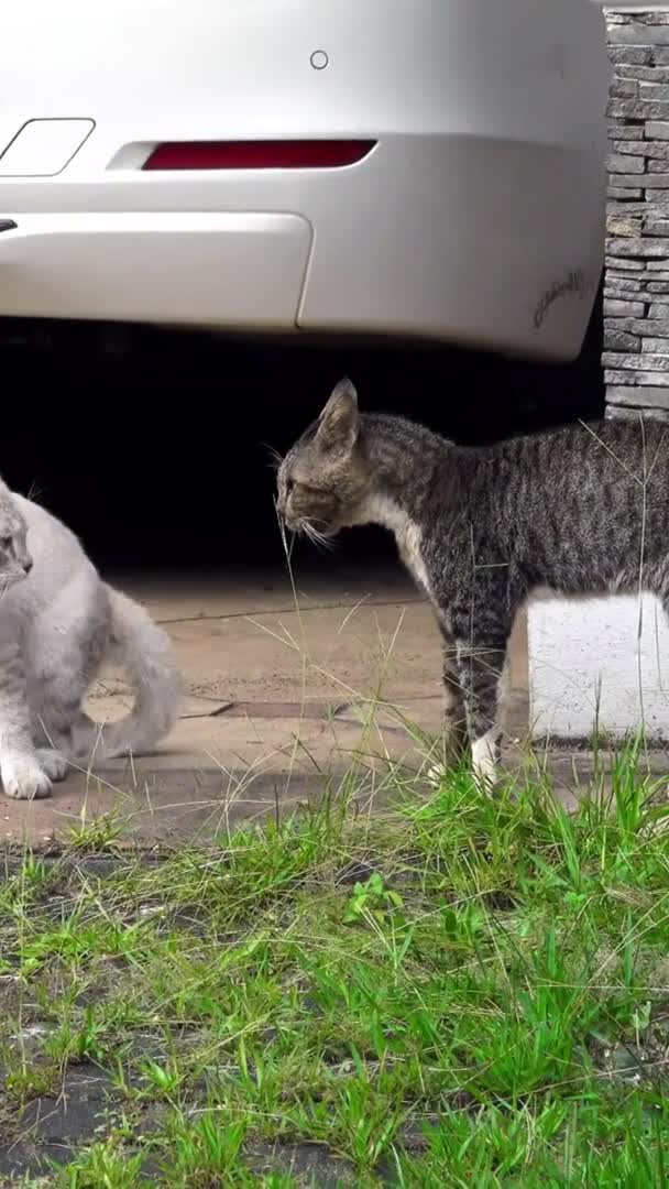 Two real cat fight compilation videos 2021