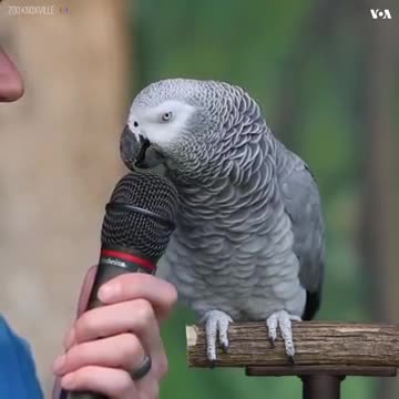 Talking parrot ️ ️ ️