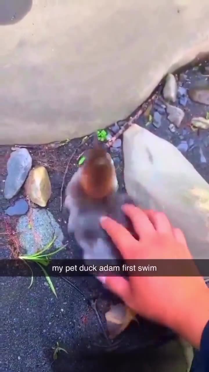 Palate Cleanser: "My Pet Duck Adam Going for His First Swim"