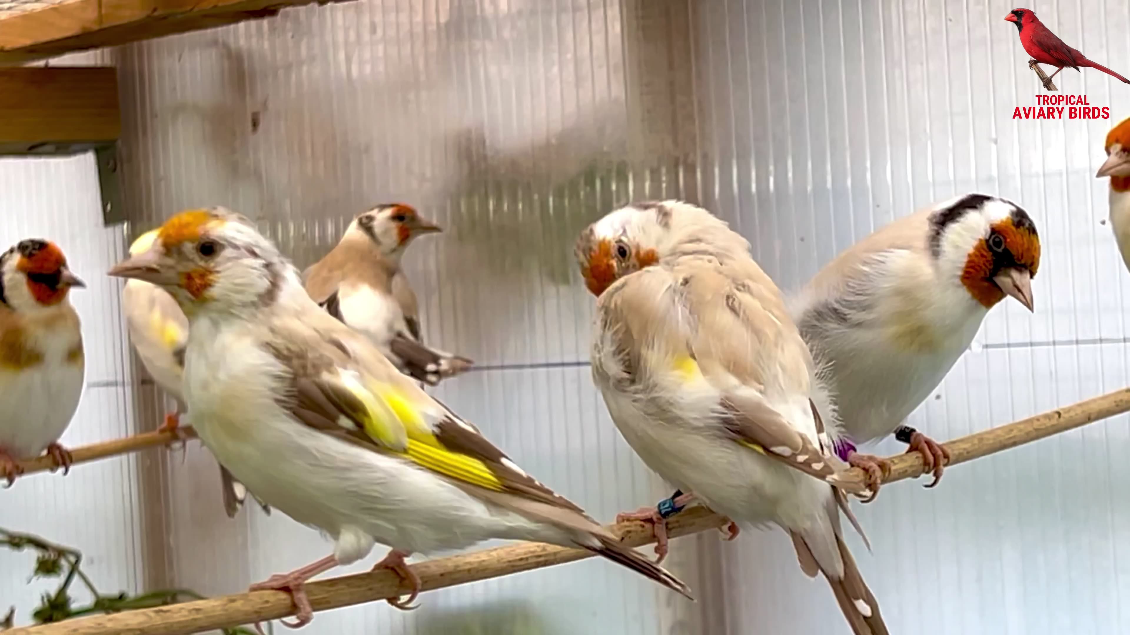 Golfinch Sounds and Song - aviary birds - carduelis, major goldfinch ...