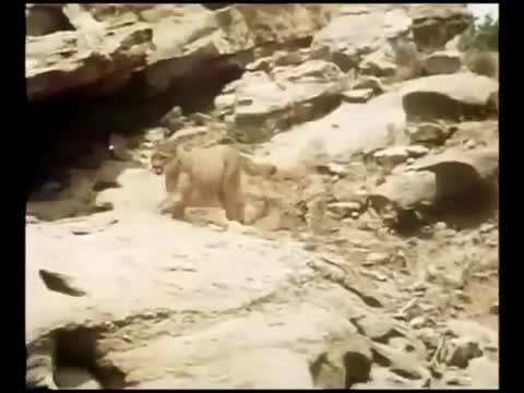 Jaguar vs Puma ‐ 'Fight'_Cut.mp4