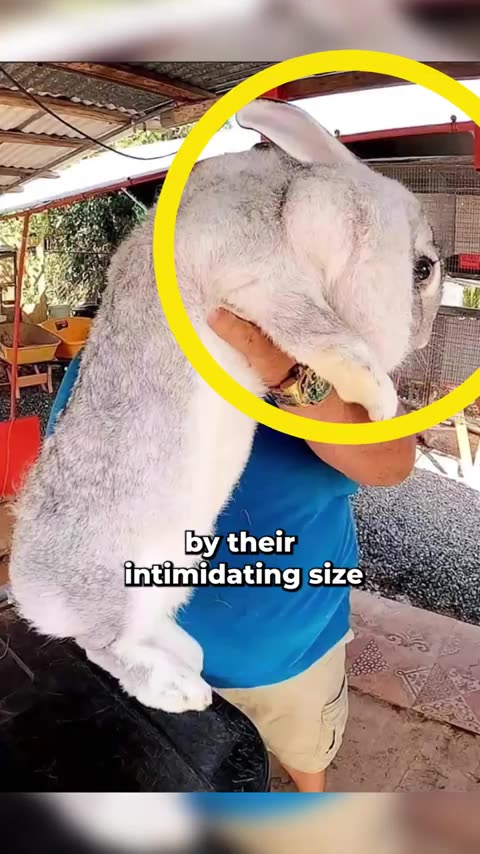 Flemish Giant Rabbits- Cuddling with the World's Biggest Bunny #animal# ...
