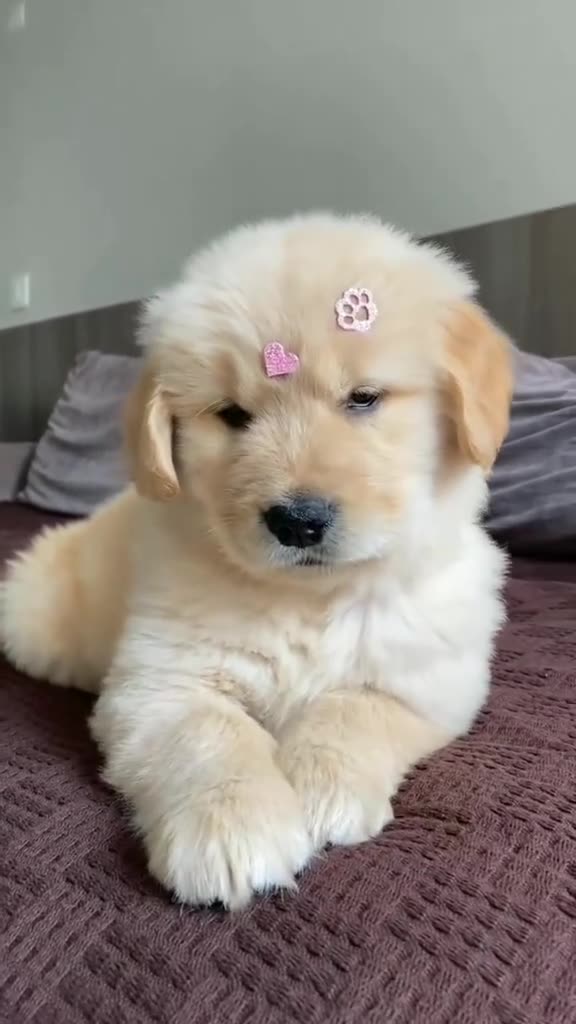 DL Panda Viral Videos on tiktok