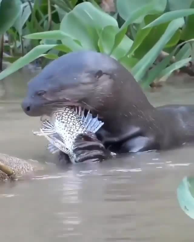 This is a beautiful and charming water-dwelling species