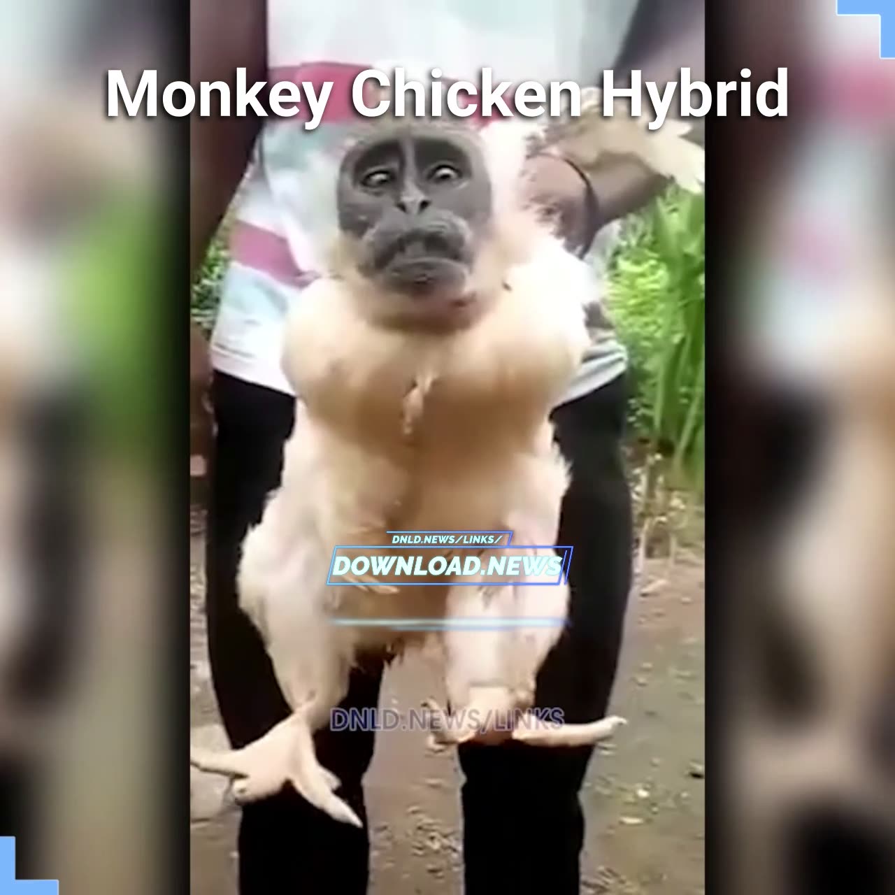 Monkey Chicken Hybrid