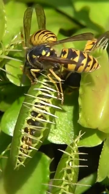 Venus Flytrap Eats Wasps