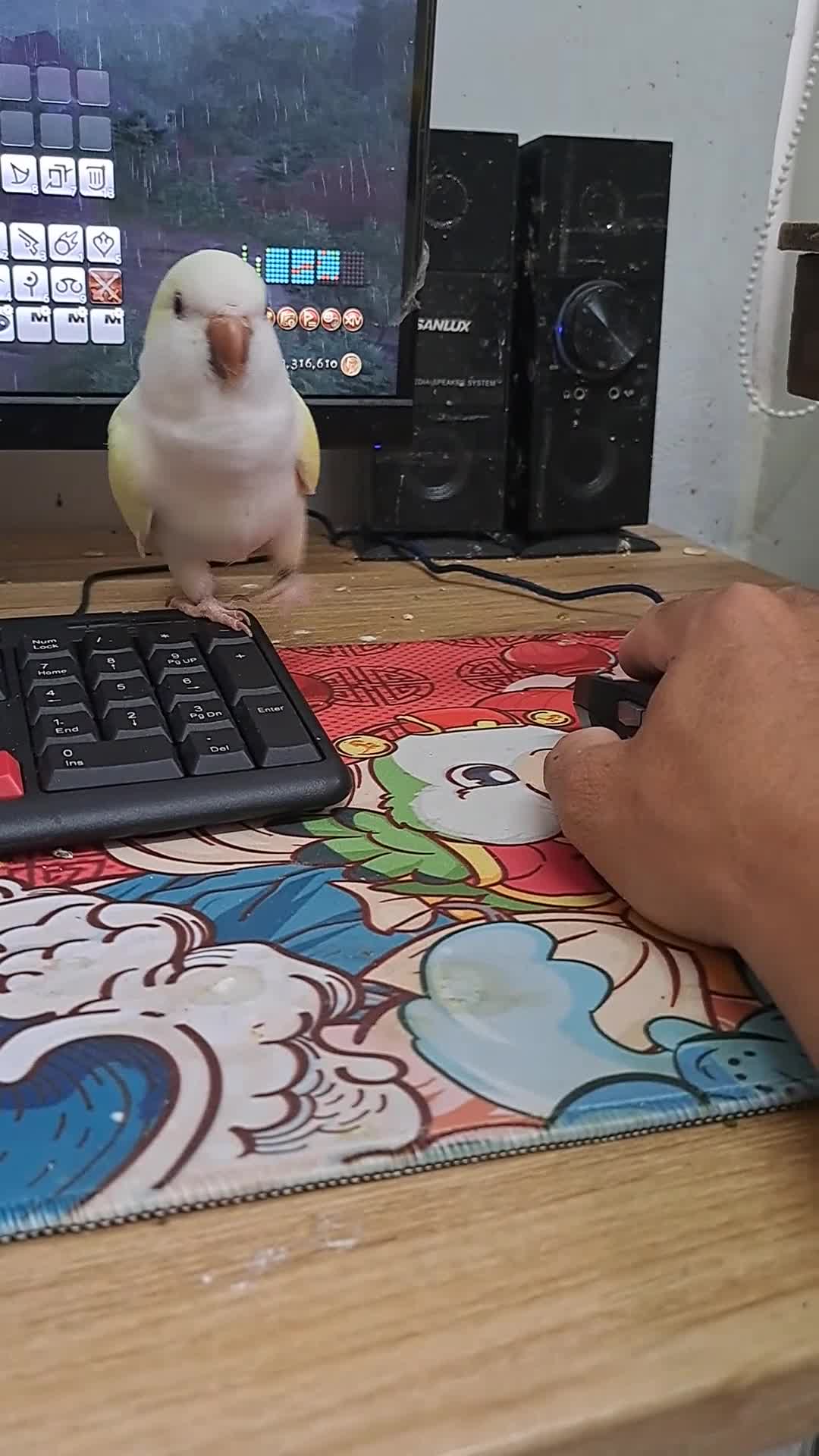 Pet Parrot Is a Bit Clingy