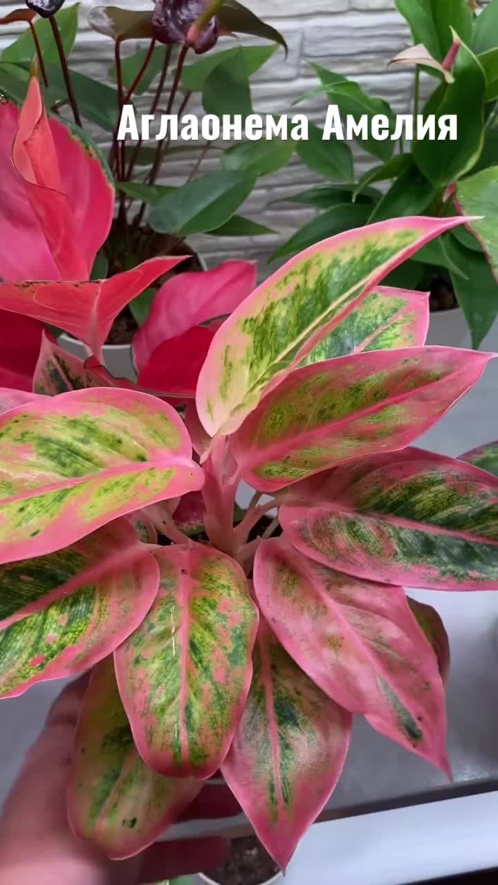 Aglaonema red master plant