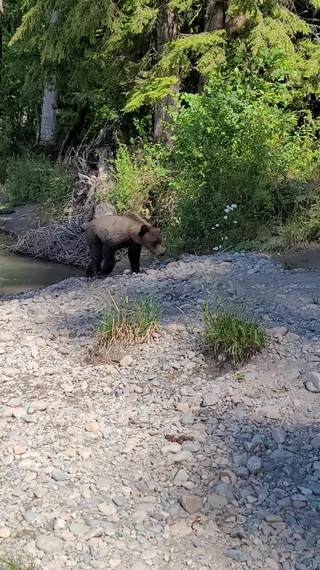 Close Encounter with Grizzly Bears in Kitimat