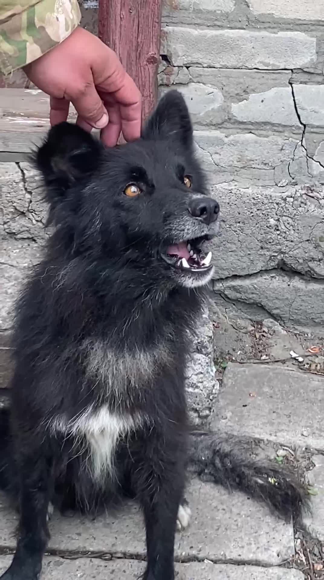 This rescued dog "Fox" spots drones and alerts the Russian side soldiers.