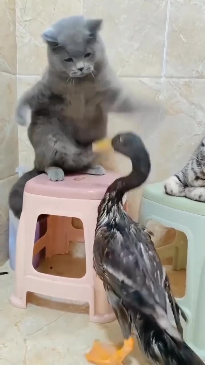 Cat and birds fight 🐱 !!! Cat fighting video!! Funny cat videos ...