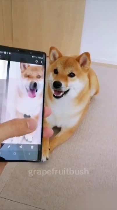 Cheems #mota #music #cat #shortvideo #trending #viral #newvideo