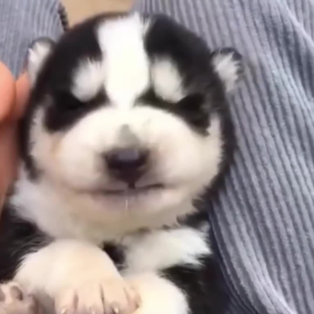 Cute Baby Animals Video Compilation - Cute Moments of young pups