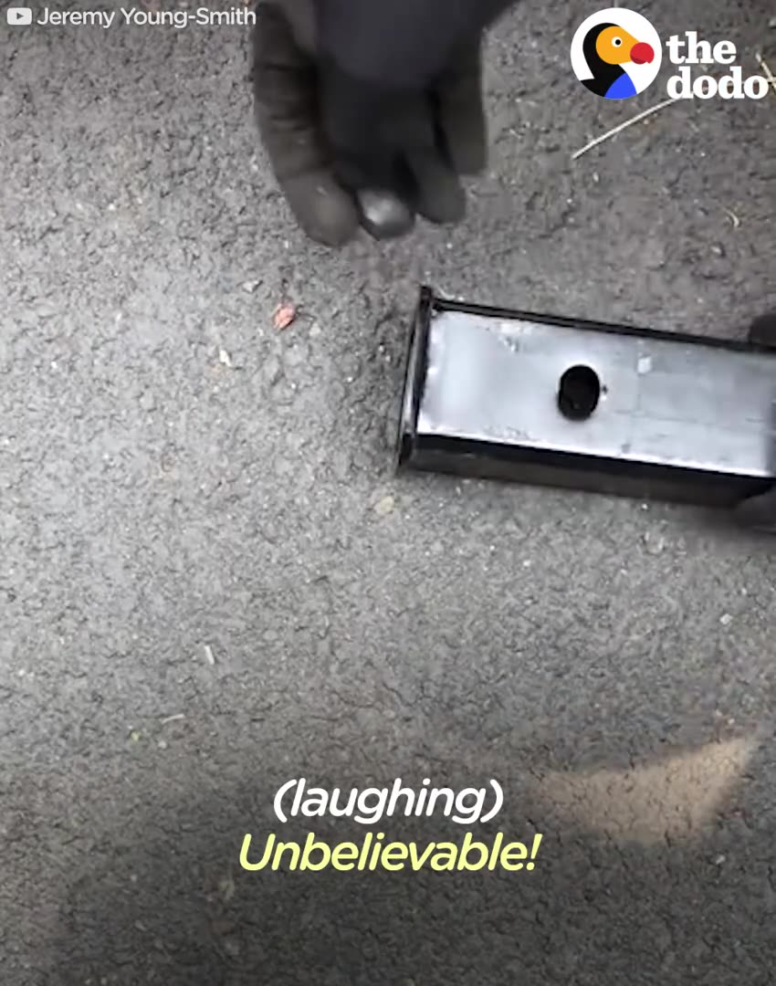 SCARED Chipmunk Stuck in Truck Hitch Rescued by Patient Guy | The Dodo