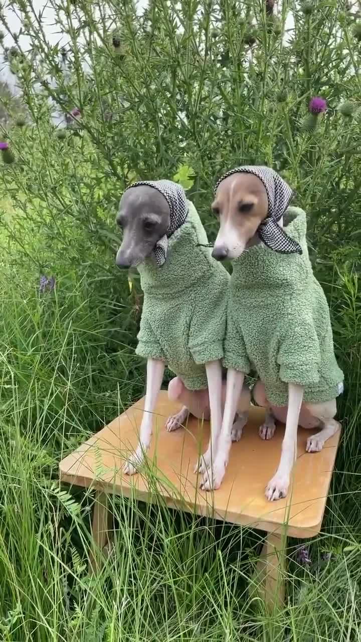 Meet Italian greyhounds Ghost and Wren with some serious style.