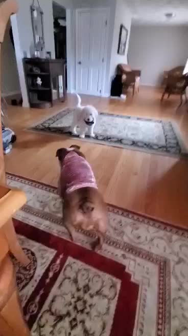 Bulldog plays with puppy Goldendoodle