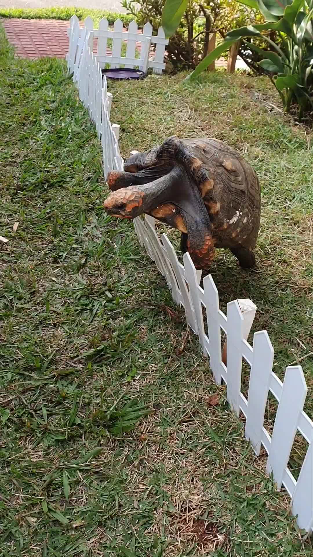 Tortoise trying to escape