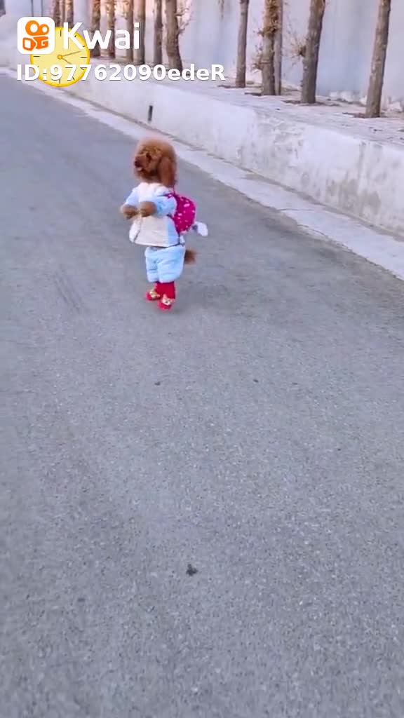 Cachorro de mochila
