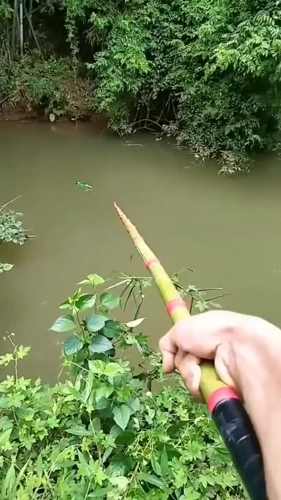 This is a beautiful and charming water-dwelling species