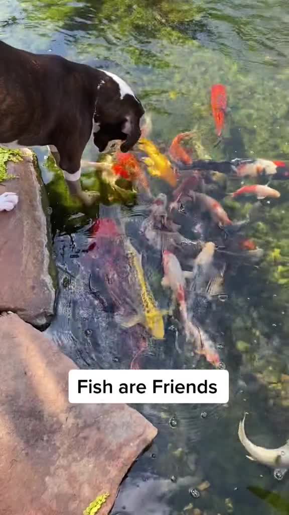 Dog and koi fish is friend