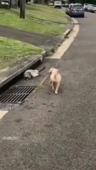 Funny Animals Wee Meme 😄