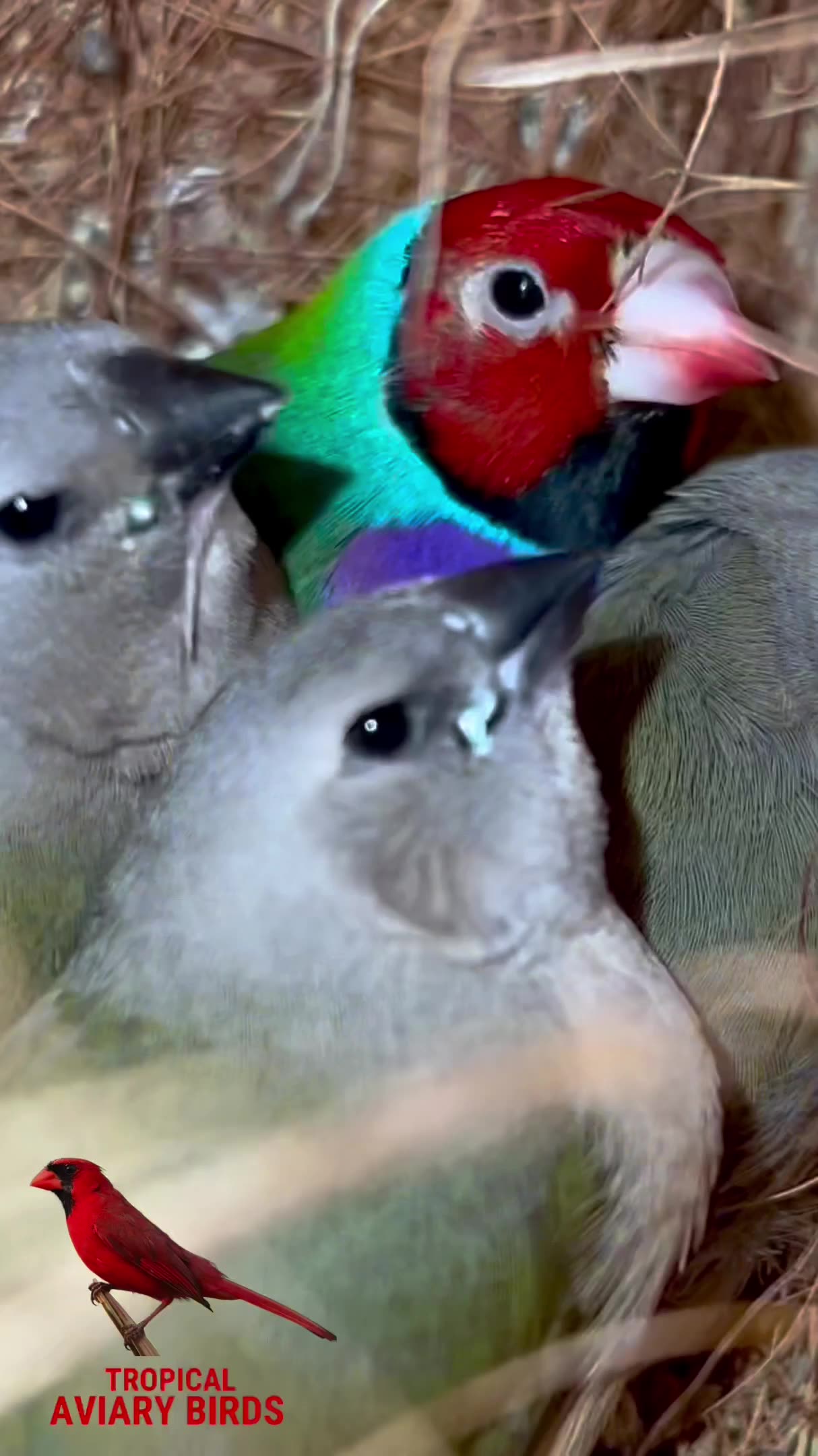 The Amazing Gouldian Finch - chicks and adults! Following viral videos ...