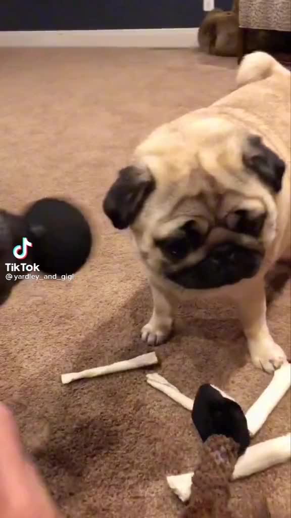 Pug gets Massage