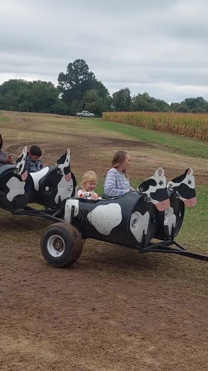 Tractor Cow ride, Pumpkin patch farm