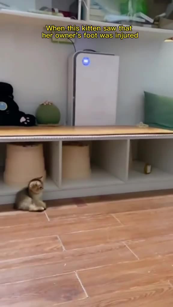 "Purr-fectly Hilarious: The Ultimate Compilation of Adorable Cat ...