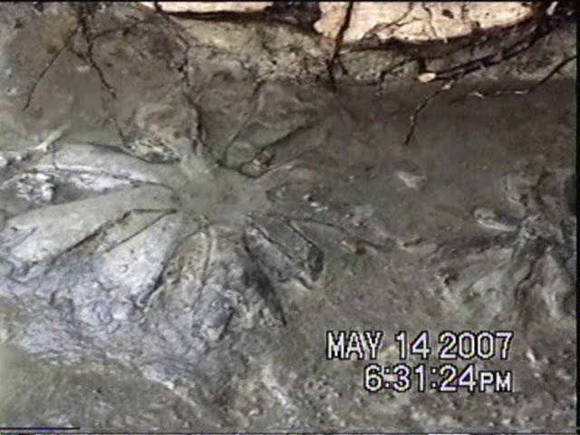 BRACHIOSPONGIA DIGITATA: Very rare sponge fossil