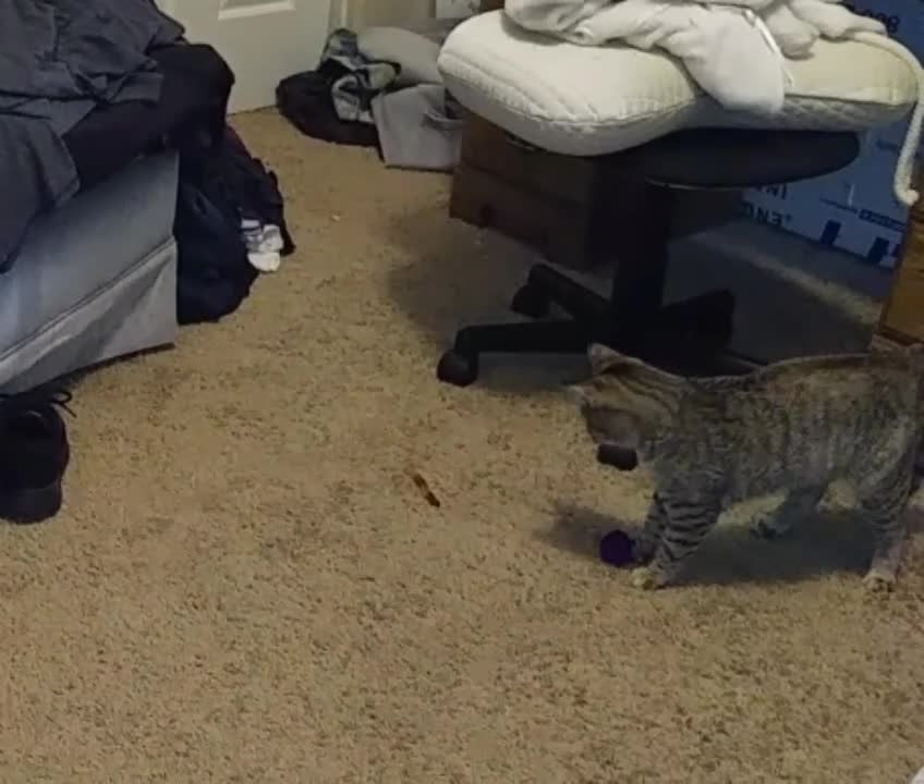 Cat has total meltdown over piece of candy