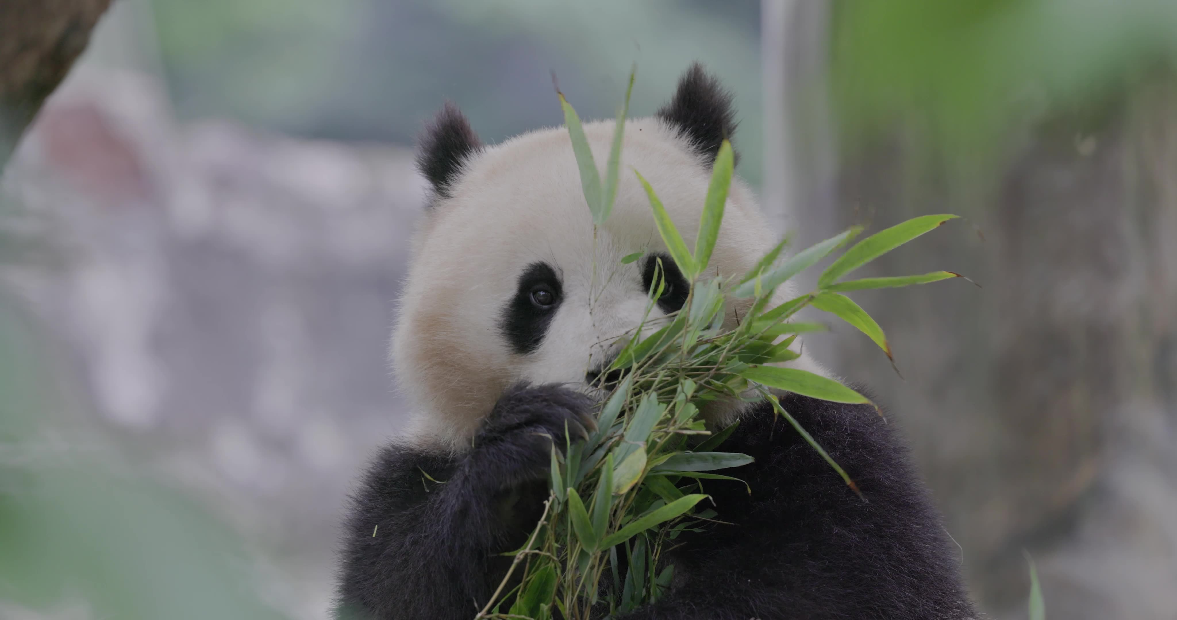 Giant Pandas Bao Li and Qing Bao coming to the Smithsonian National Zoo