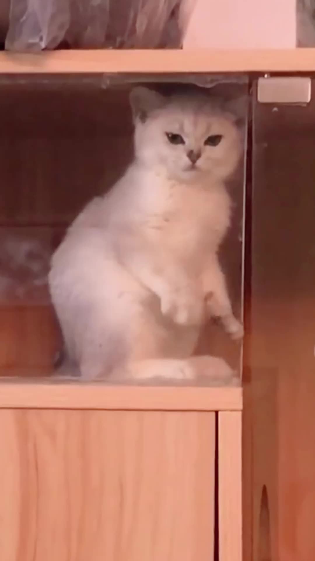 Hilarious, Cute, and Unbelievably Funny Cat Capers!