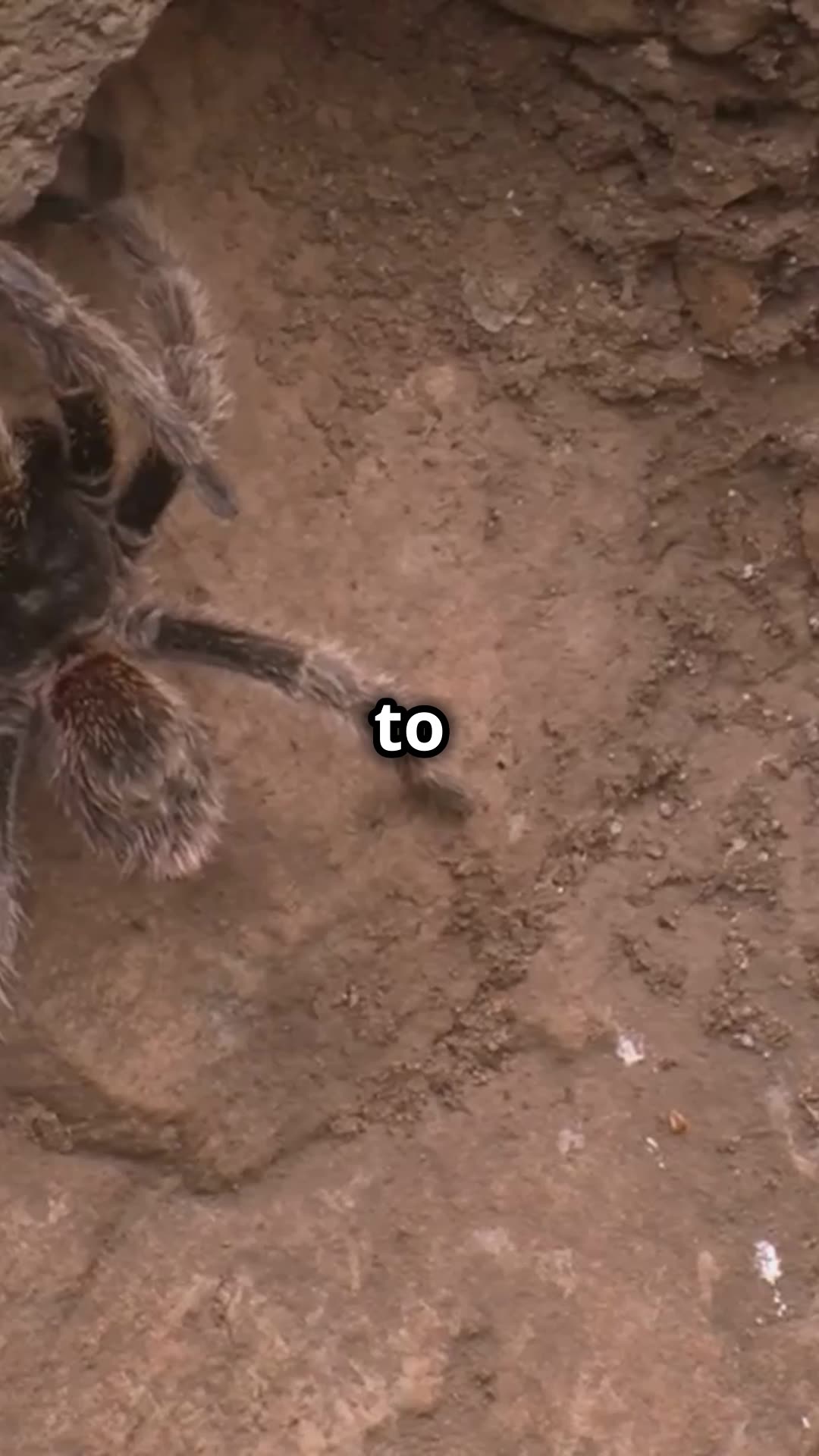 🕷️ The Six Eyed Sand Spider Meet the Deadly Desert Predator! 🏜️