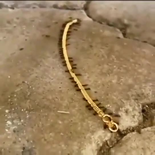 Ants carrying off the Gold Chain to their Nest