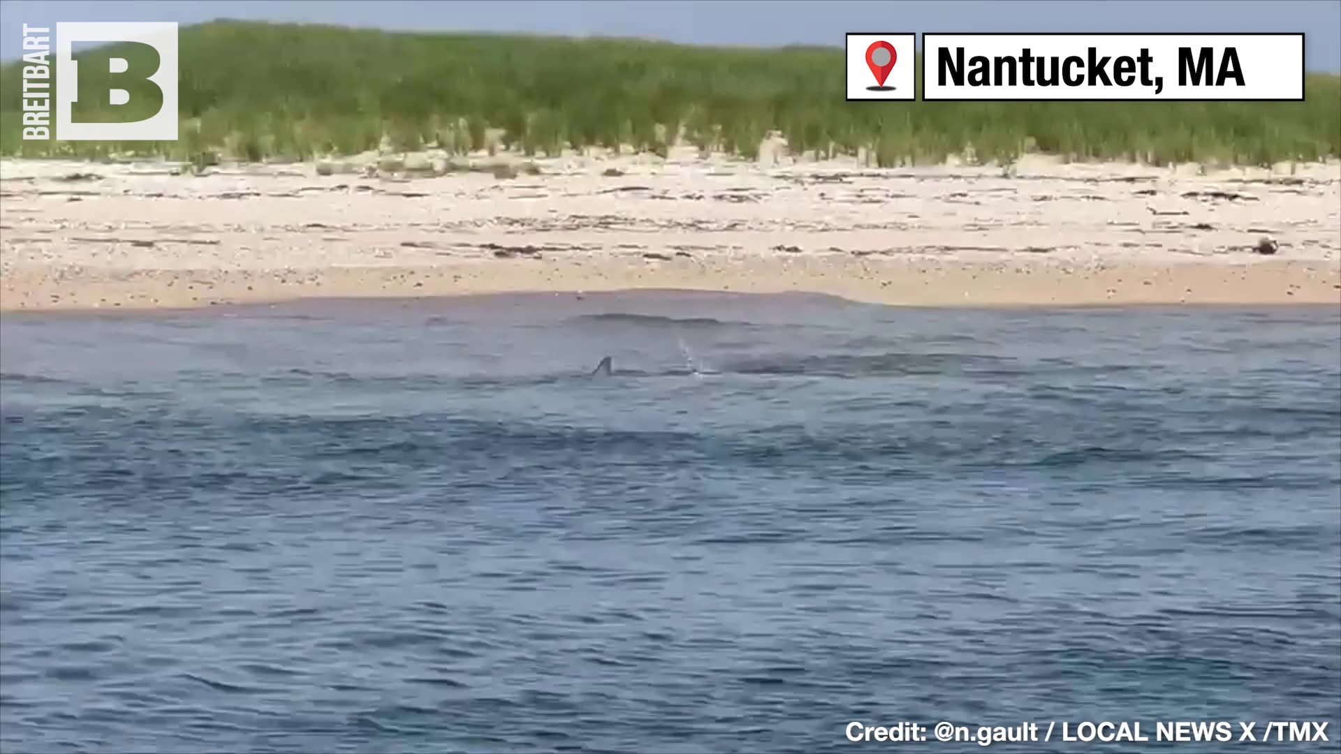 STAY OUT OF THE WATER! Large Shark Attacks Seal Near Nantucket Island ...