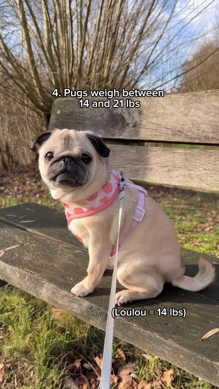 Some interesting facts about Pugs!
