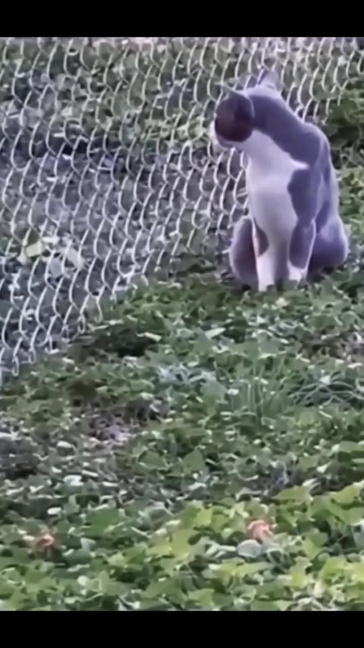 Funniest meme compilation 🤣 Squeezed & Condensed Memes⚡️