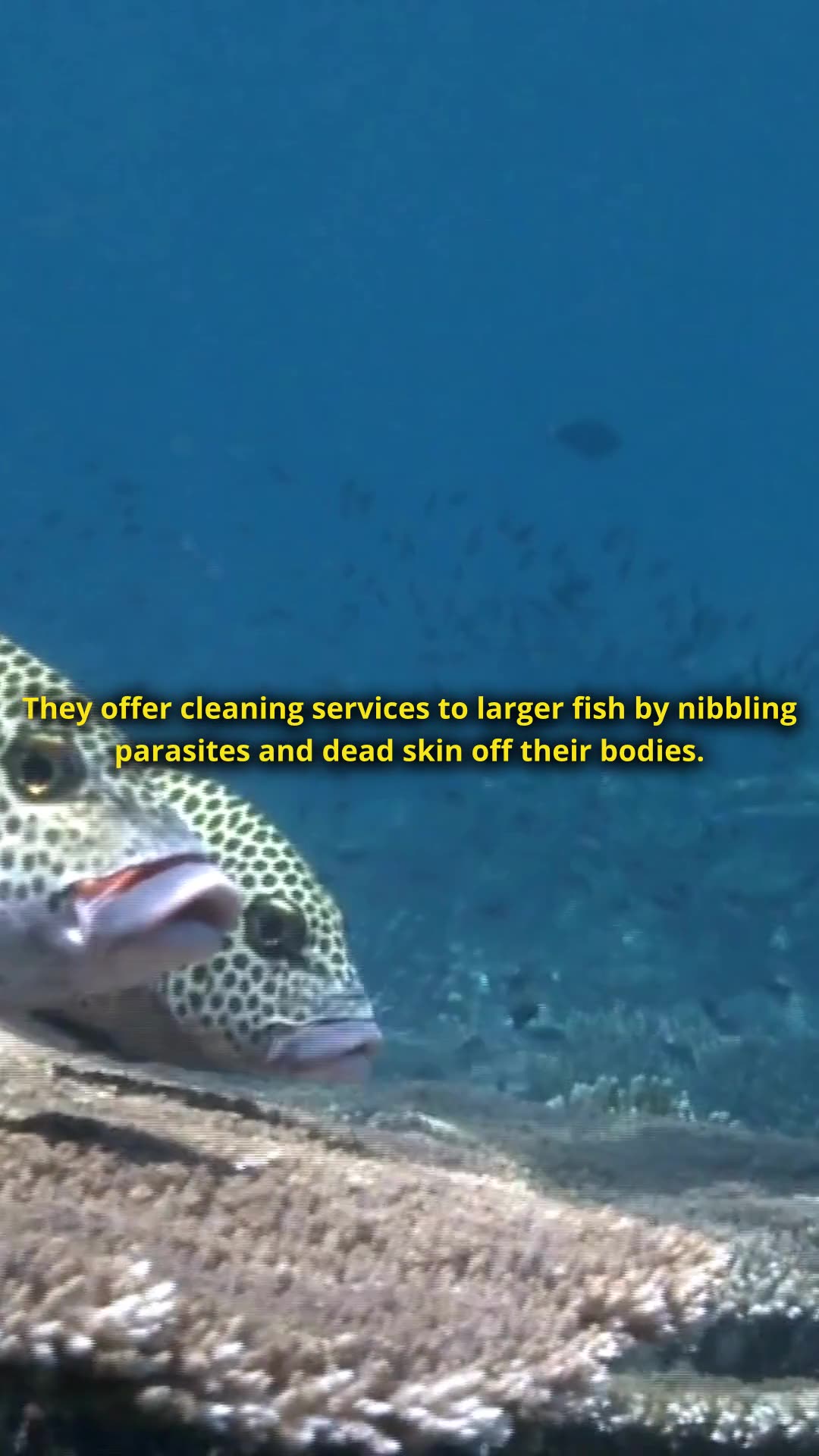 Cleaner Fish: The Doctor Fish Unveiled!