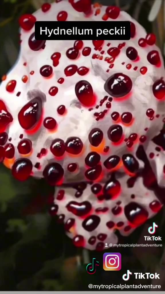 THIS IS A HYDNELLUM PECKI KNOWN AS THE DEVIL’S TOOTH