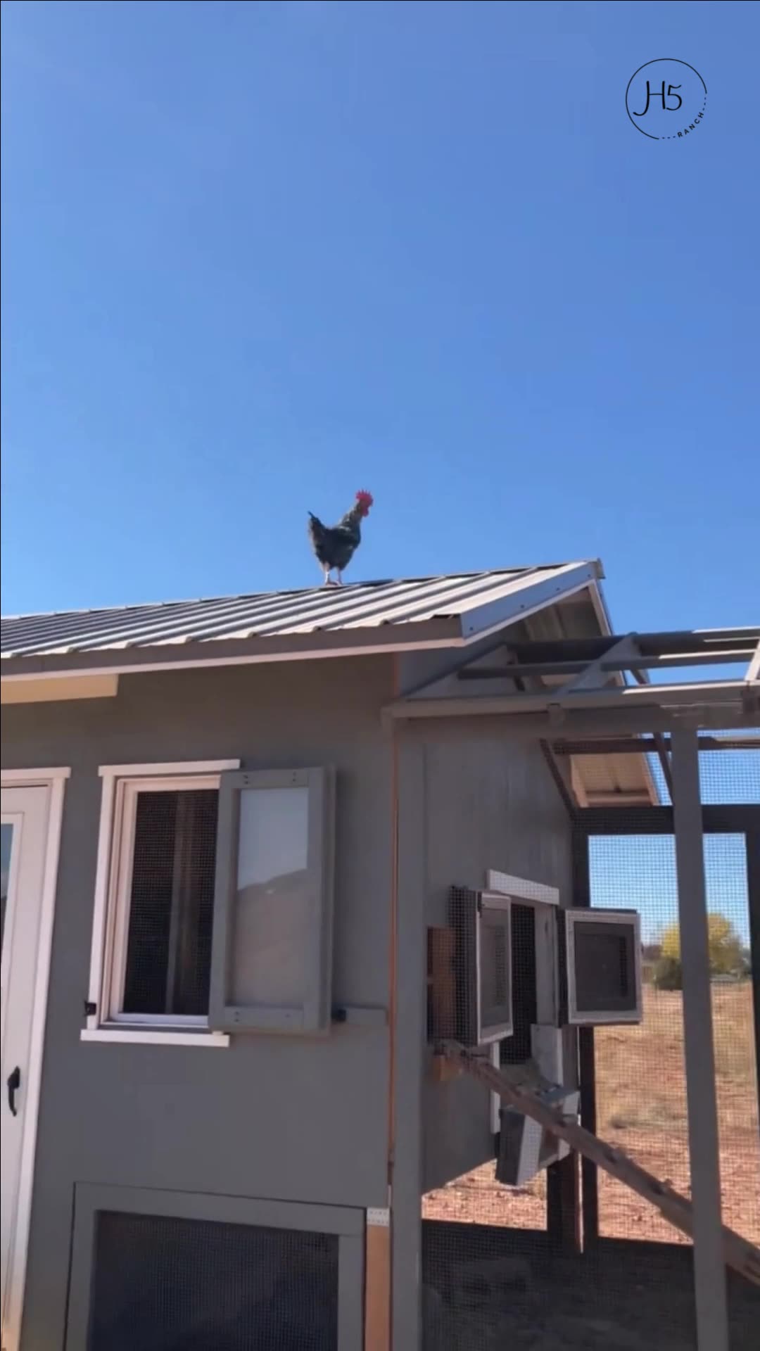 The Roof-Hopping Barred Rock Rooster of H5 Ranch