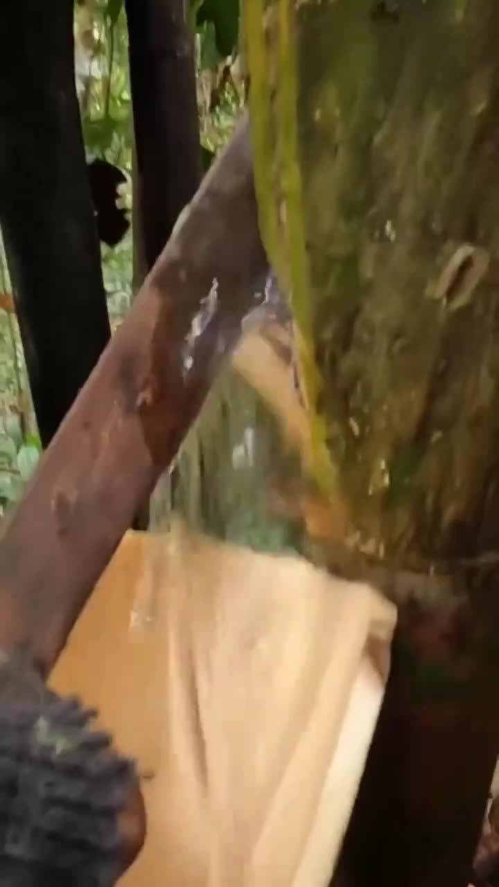 Bamboo Stores Water Mainly In Its Stem Known As The Culm ~The Segments ...