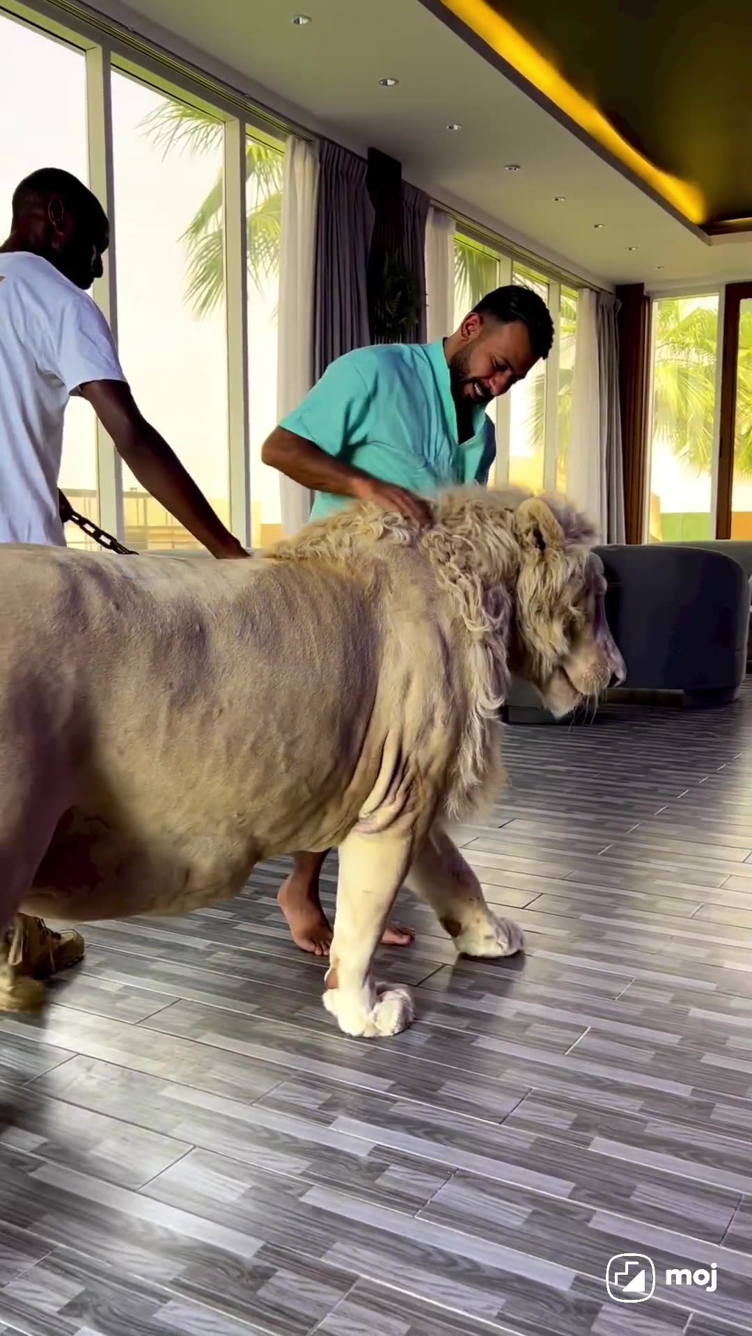 Dubai 🇦🇪 King 👑 Sheikh Nawab With White Tiger 🐯 Lion 🦁 White Tiger 🐅 # ...