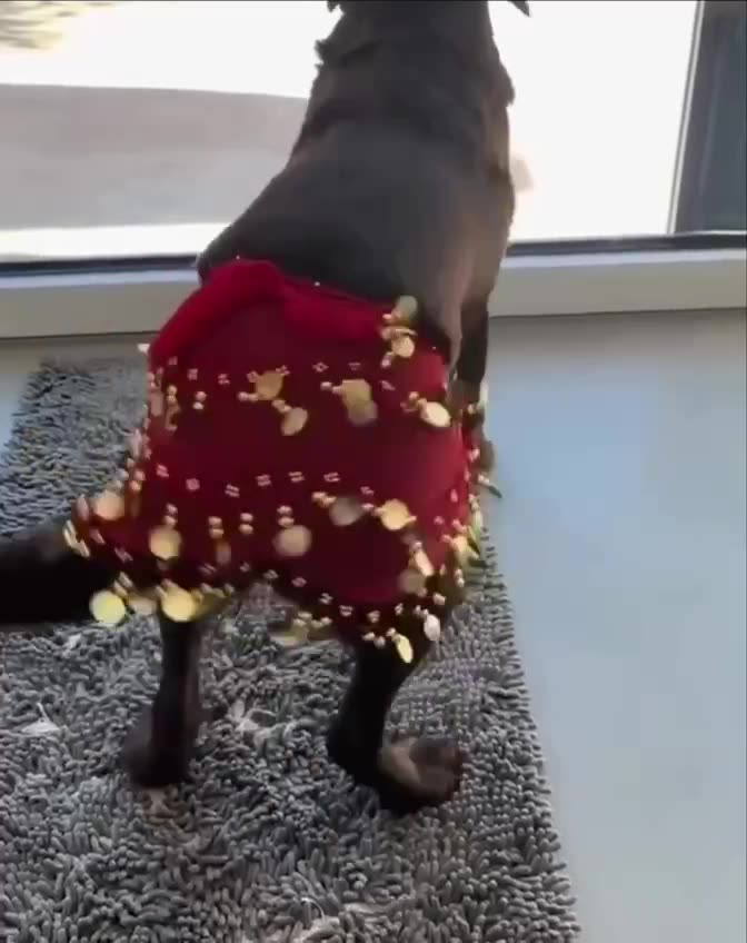 Poor doggie turned into a belly dancer?