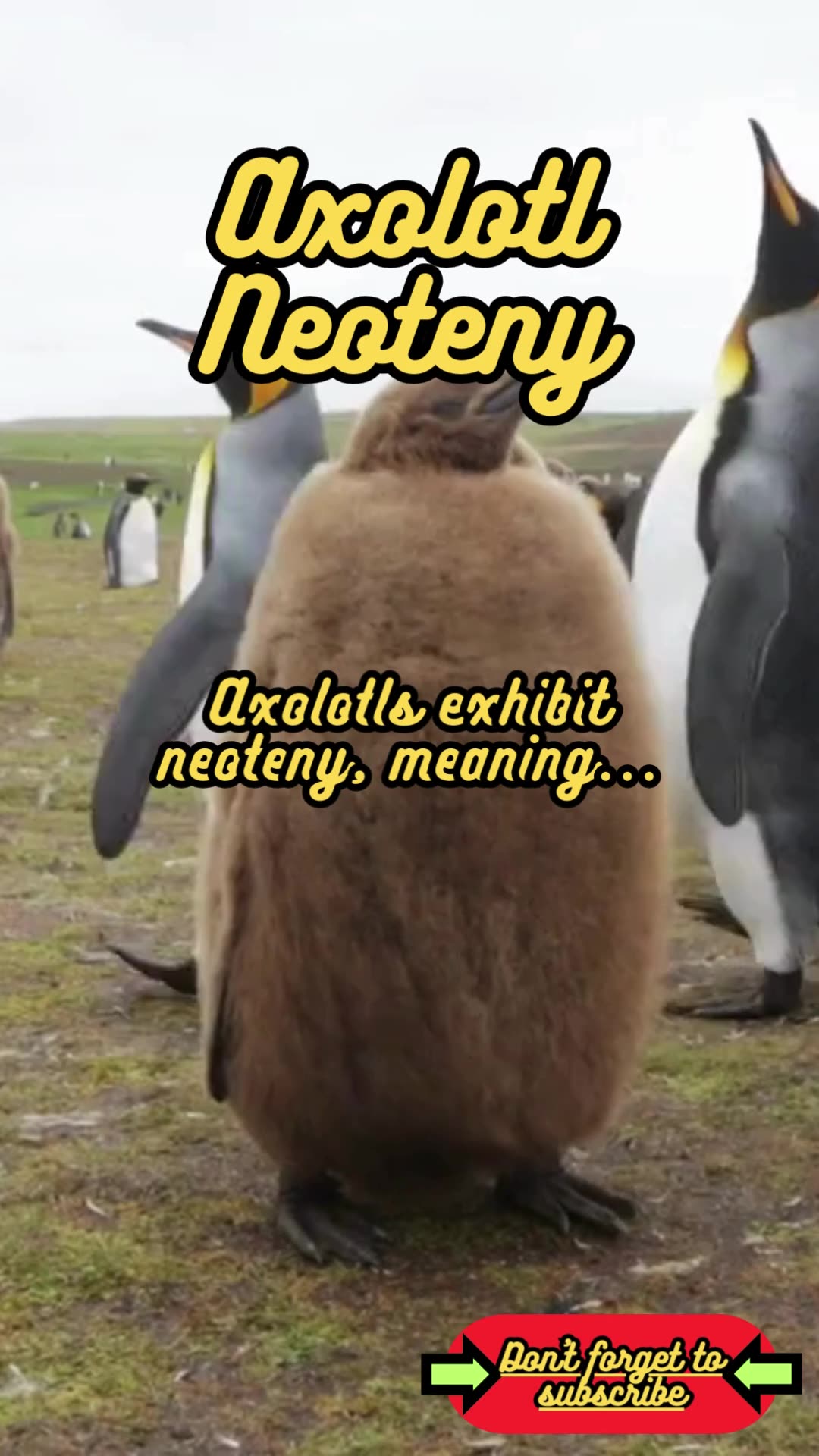 Animal Facts Axolotl Neoteny #shorts
