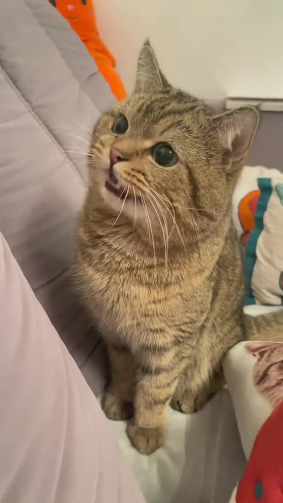 "Can You Figure Out What They're Saying? The Ultimate Language Challenge"