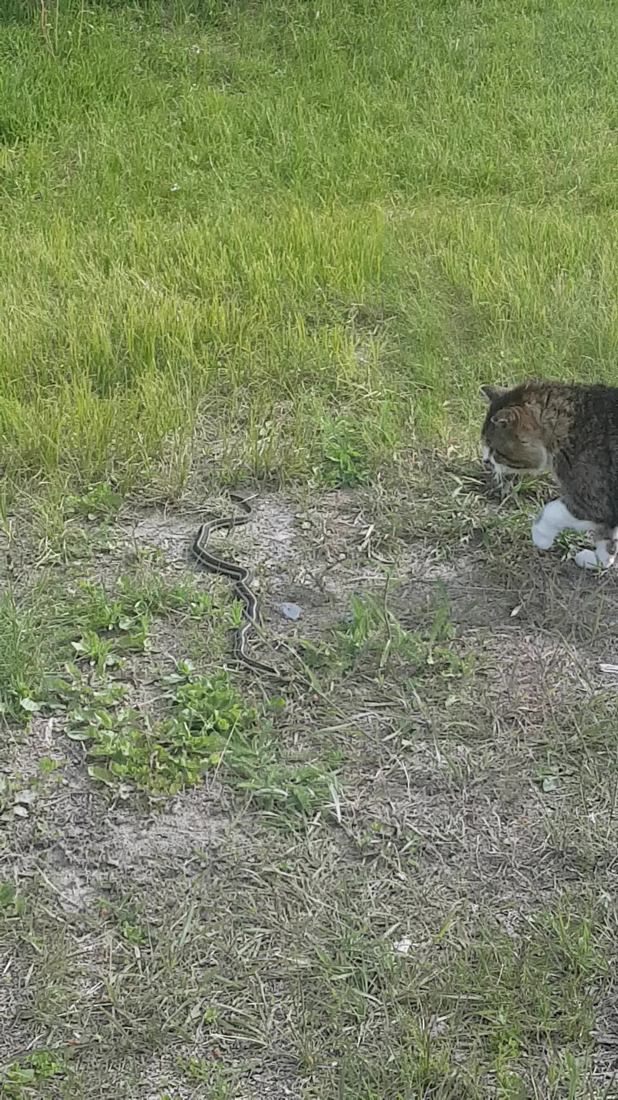 Courageous Cat