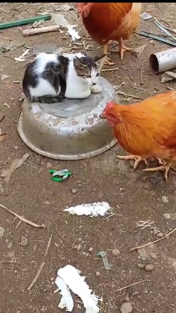 It's funny how cats fight with two chickens