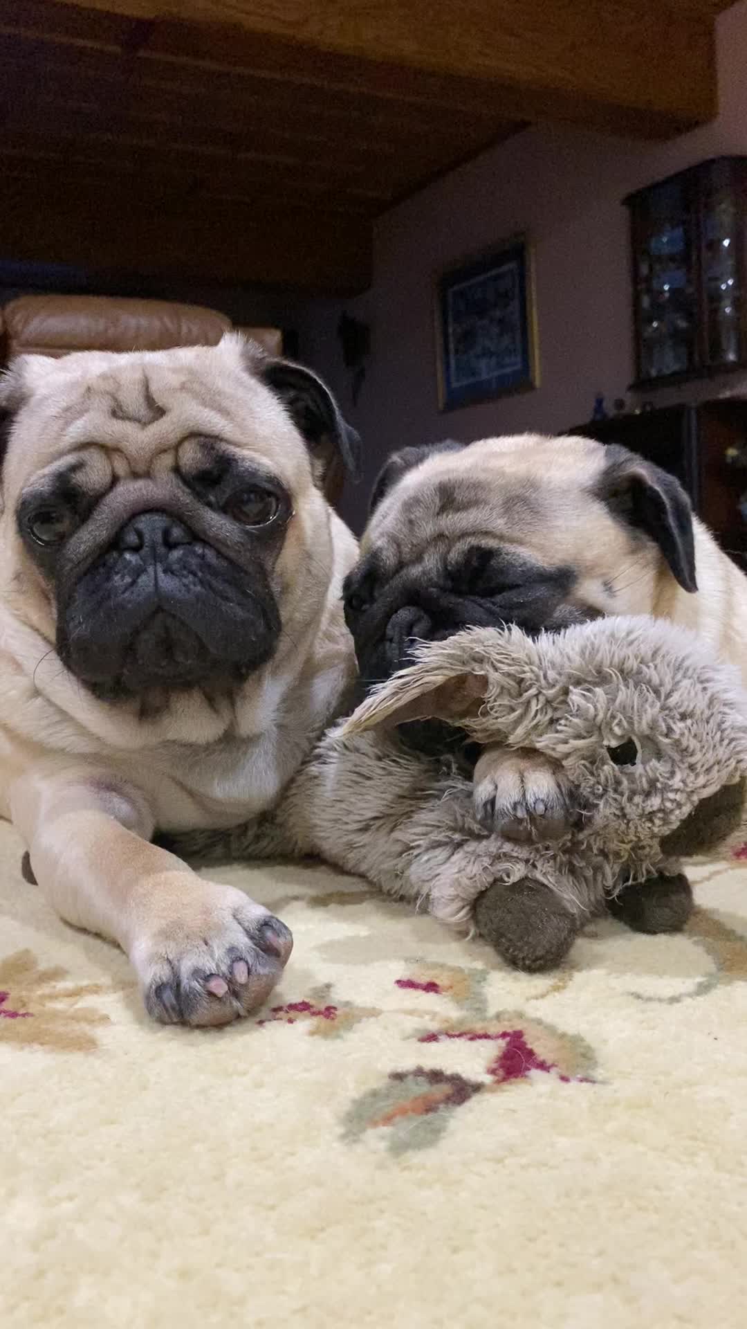 Pugs After Dinner Just Before Playtime